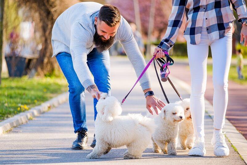 Bem-estar animal: Conheça a linha Premium para seu pet – Vetys Do Brasil
